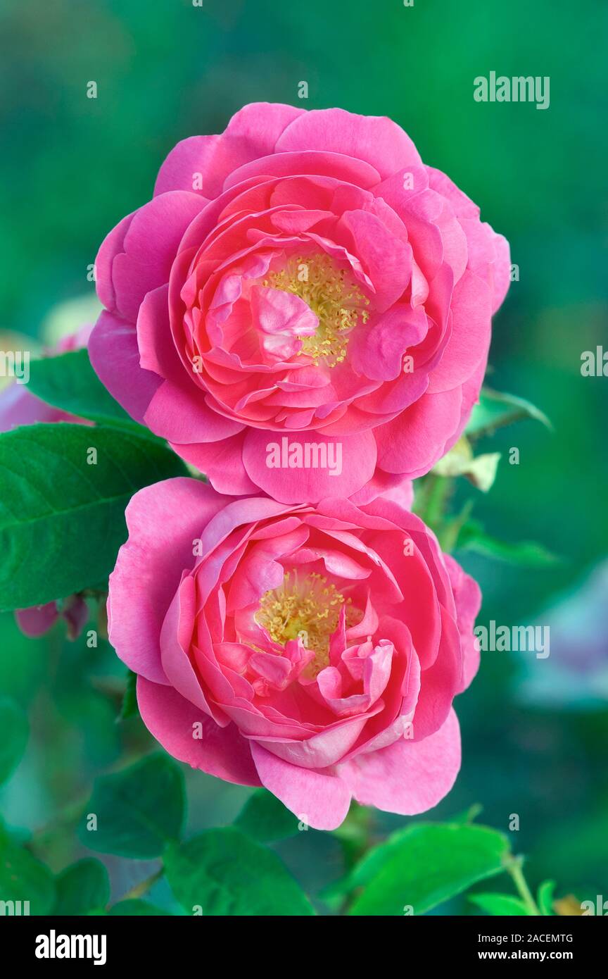 Moss rose (Rosa 'Baron de Wassenaer' Stock Photo - Alamy