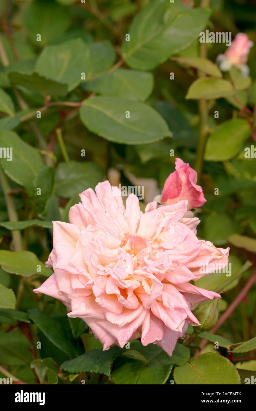 Hybrid tea rose (Rosa 'Mme de Watteville' Stock Photo - Alamy
