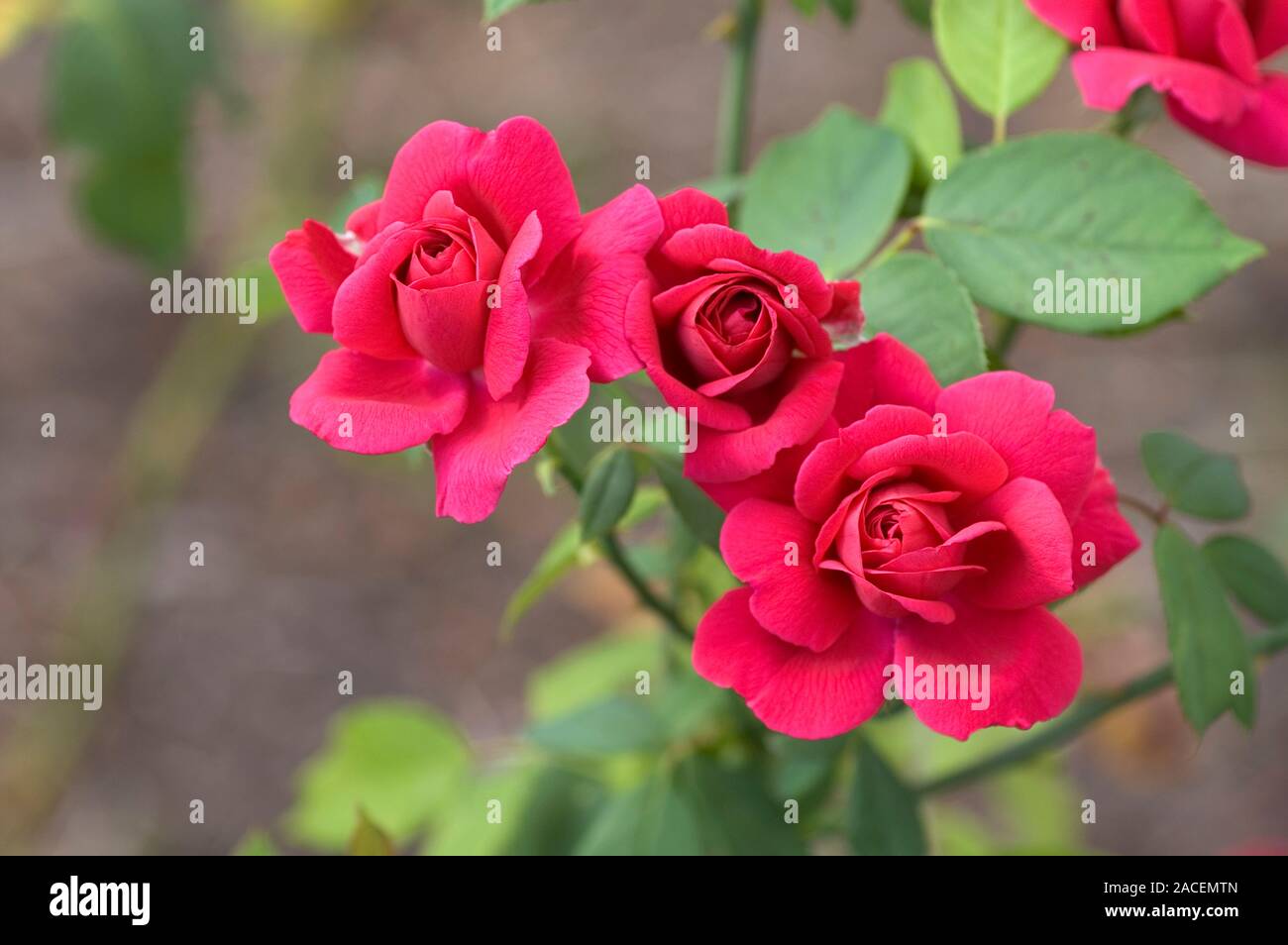 Hybrid tea rose (Rosa 'Souvenir de Therese Levet' Stock Photo - Alamy