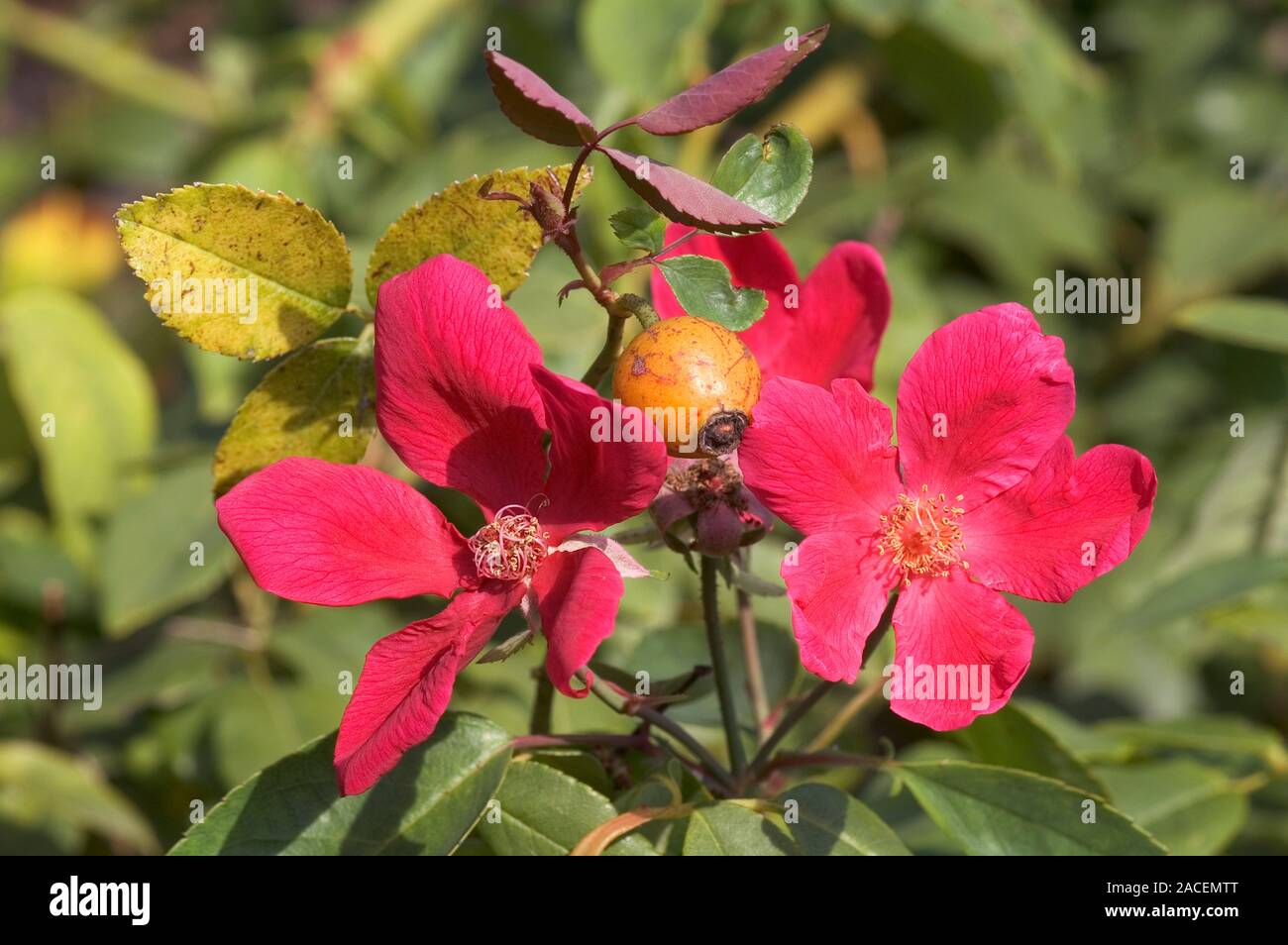 Bermuda China rose (Rosa 'Emmie Grey' Stock Photo - Alamy