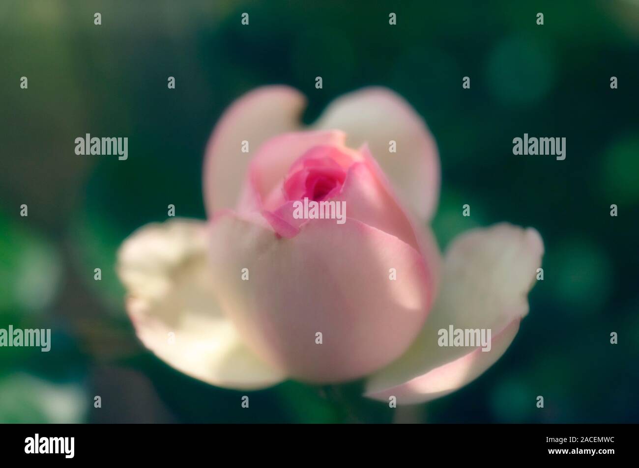Rose bud (rosa sp.) opening. Photographed in May Stock Photo - Alamy