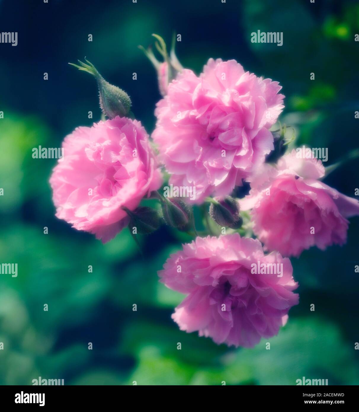 Pink grootendorst roses (Rosa rugosa). Photographed in May Stock Photo ...