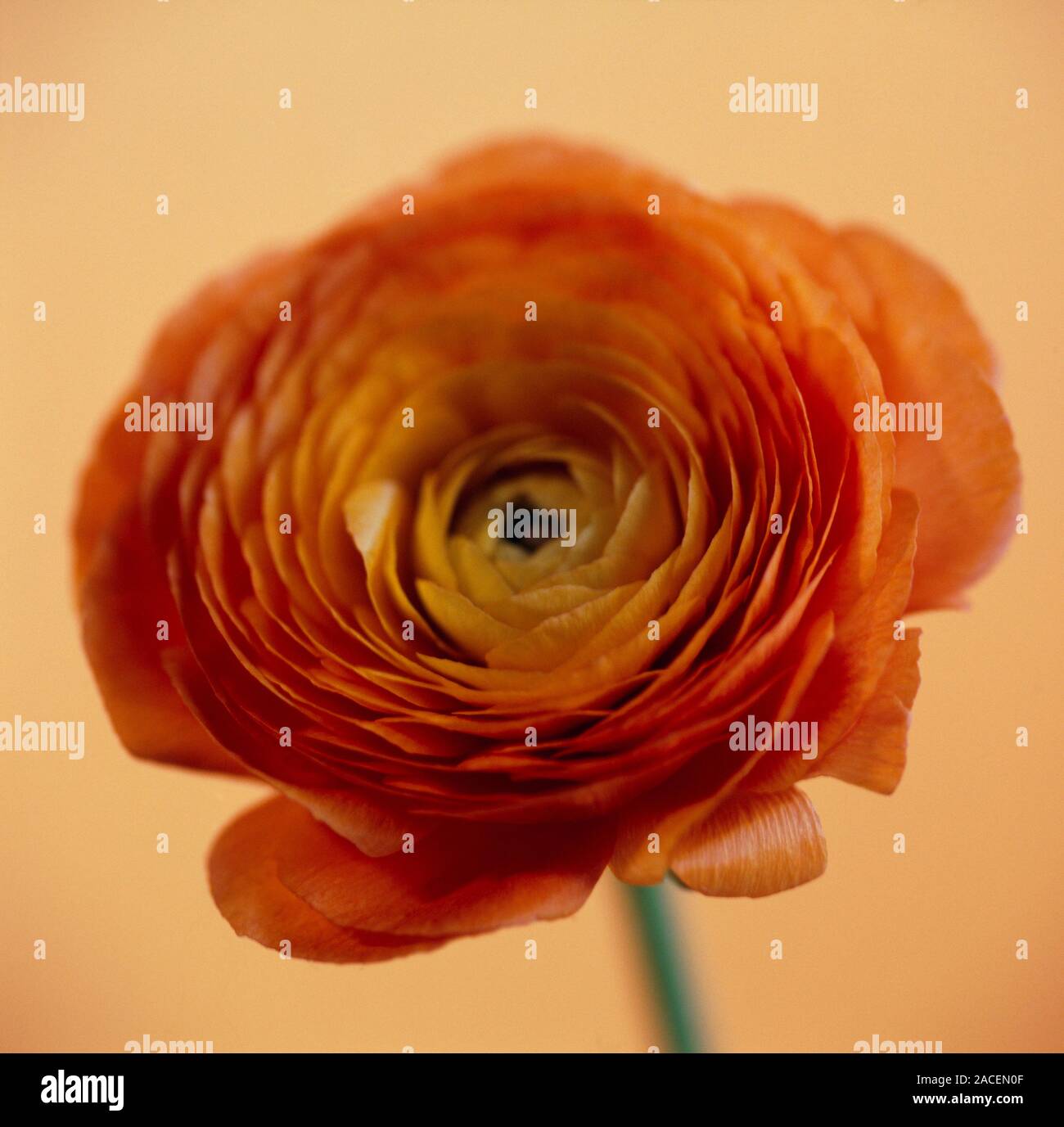 Buttercup flower (Ranunculus sp Stock Photo - Alamy