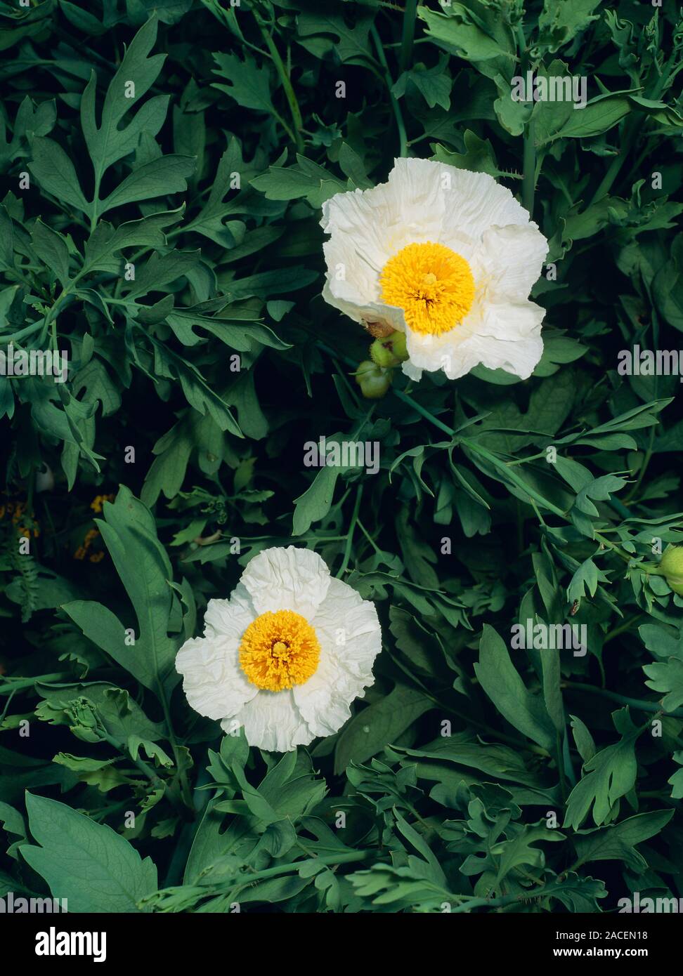 Matilja poppy (Romneya coulteri Stock Photo - Alamy