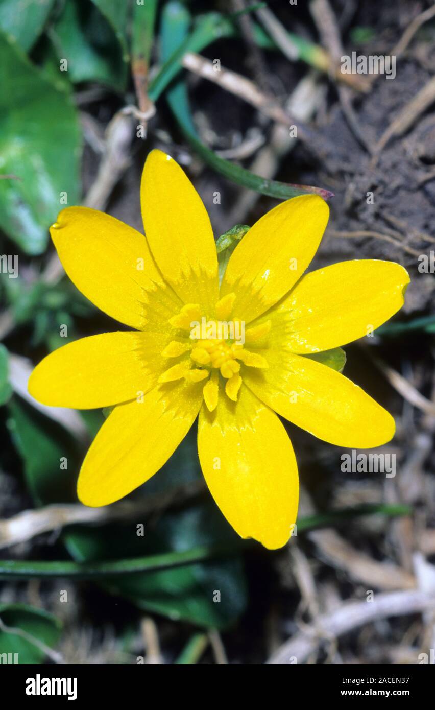 Lesser celandine flower (Ranunculus ficaria nudicaulis Stock Photo - Alamy