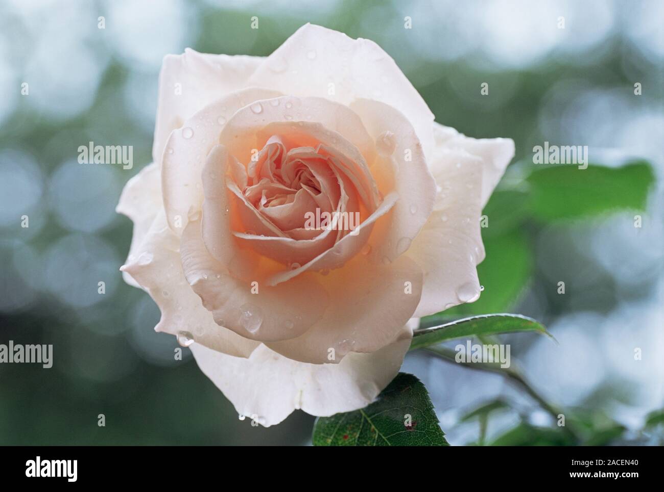 Climbing rose (Rosa 'Penny Lane' Stock Photo - Alamy
