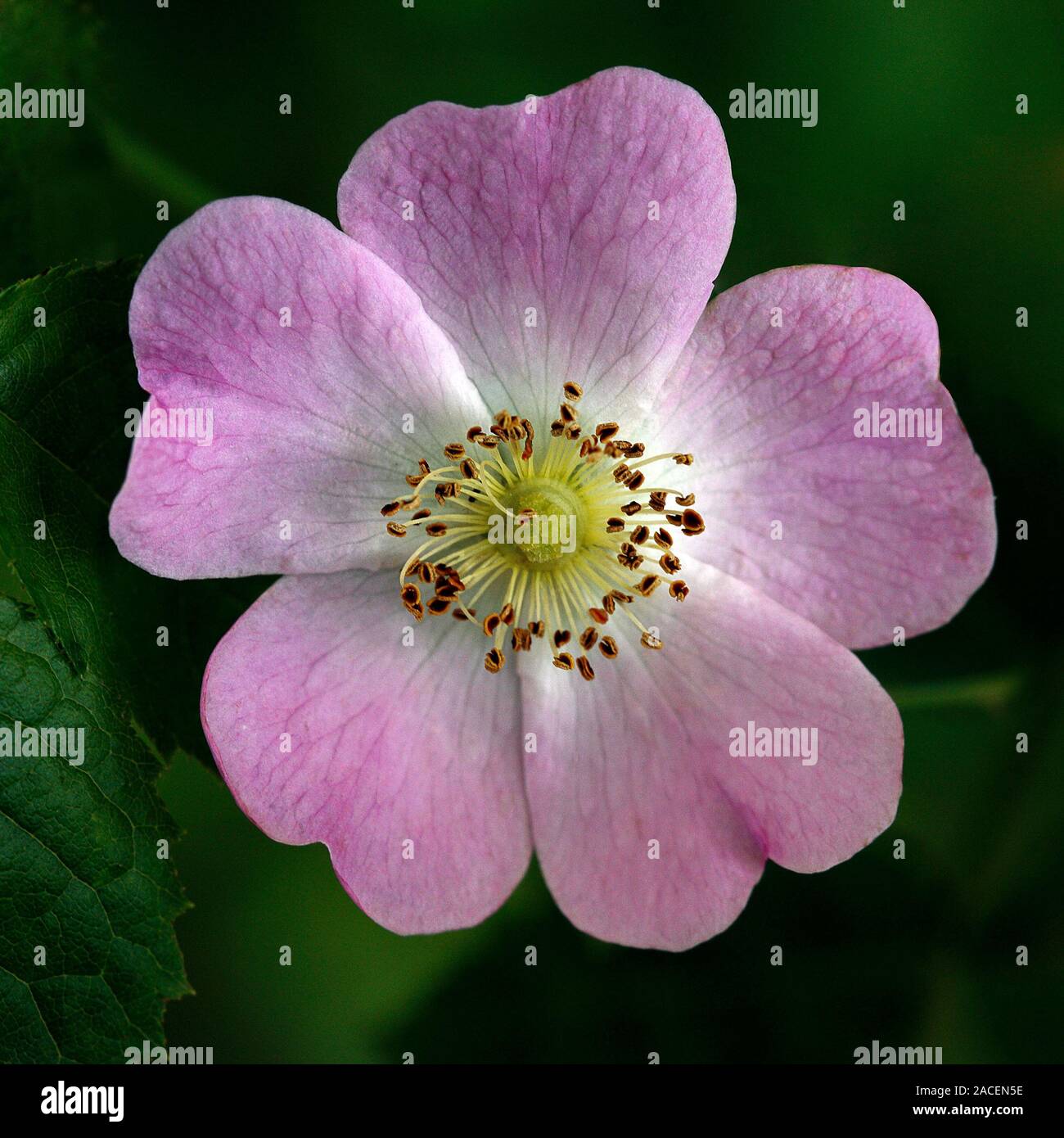 Dog rose flower (Rosa canina Stock Photo - Alamy