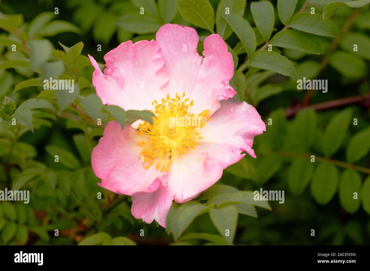 Rose flower (Rosa roxburghii Stock Photo - Alamy