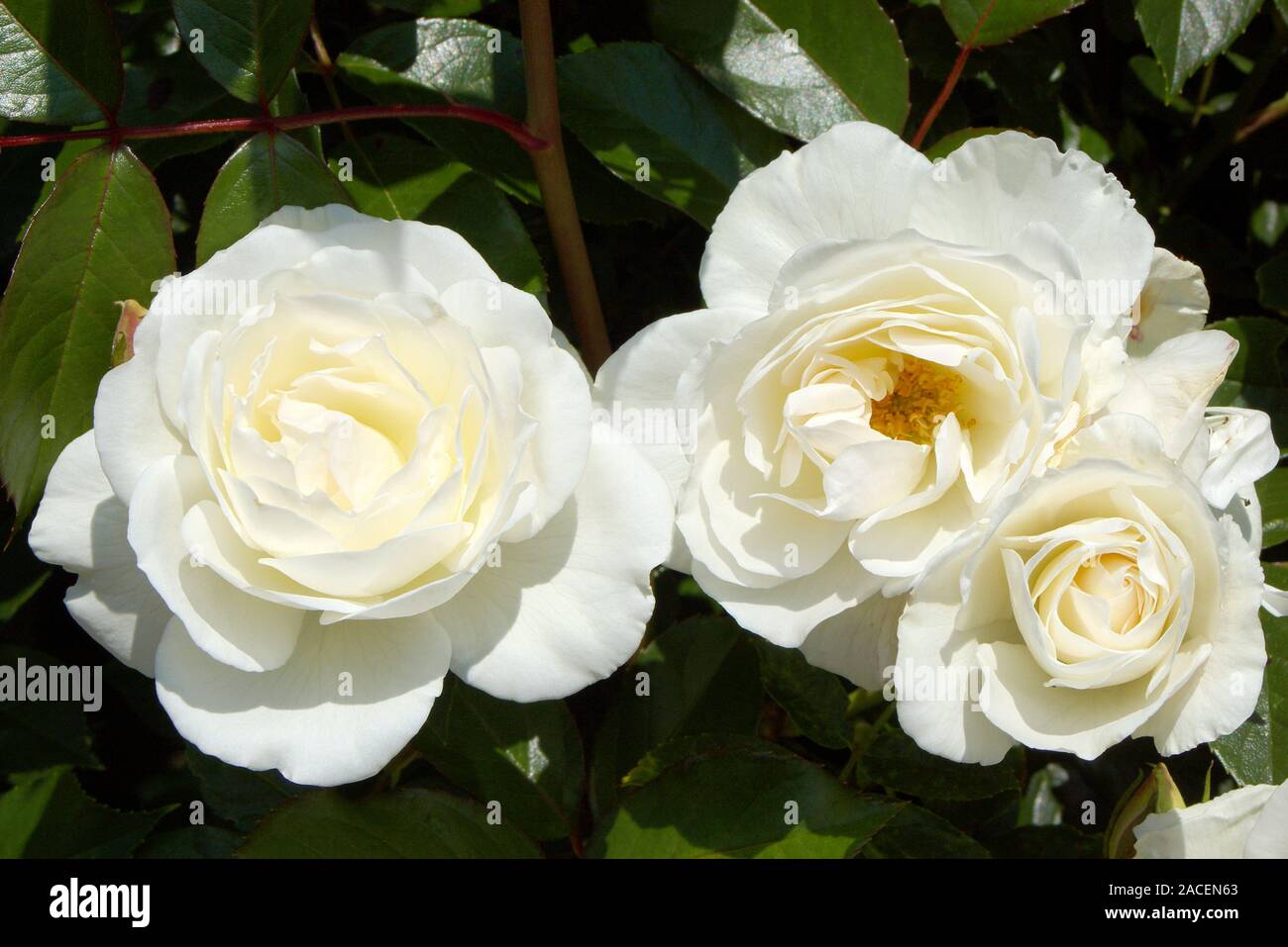 Floribunda roses (Rosa Iceberg = 'Korturek' Stock Photo - Alamy
