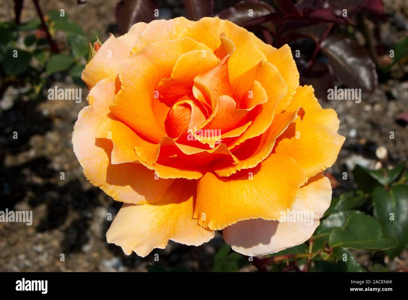 Hybrid tea rose (Rosa 'Just Joey' Stock Photo - Alamy