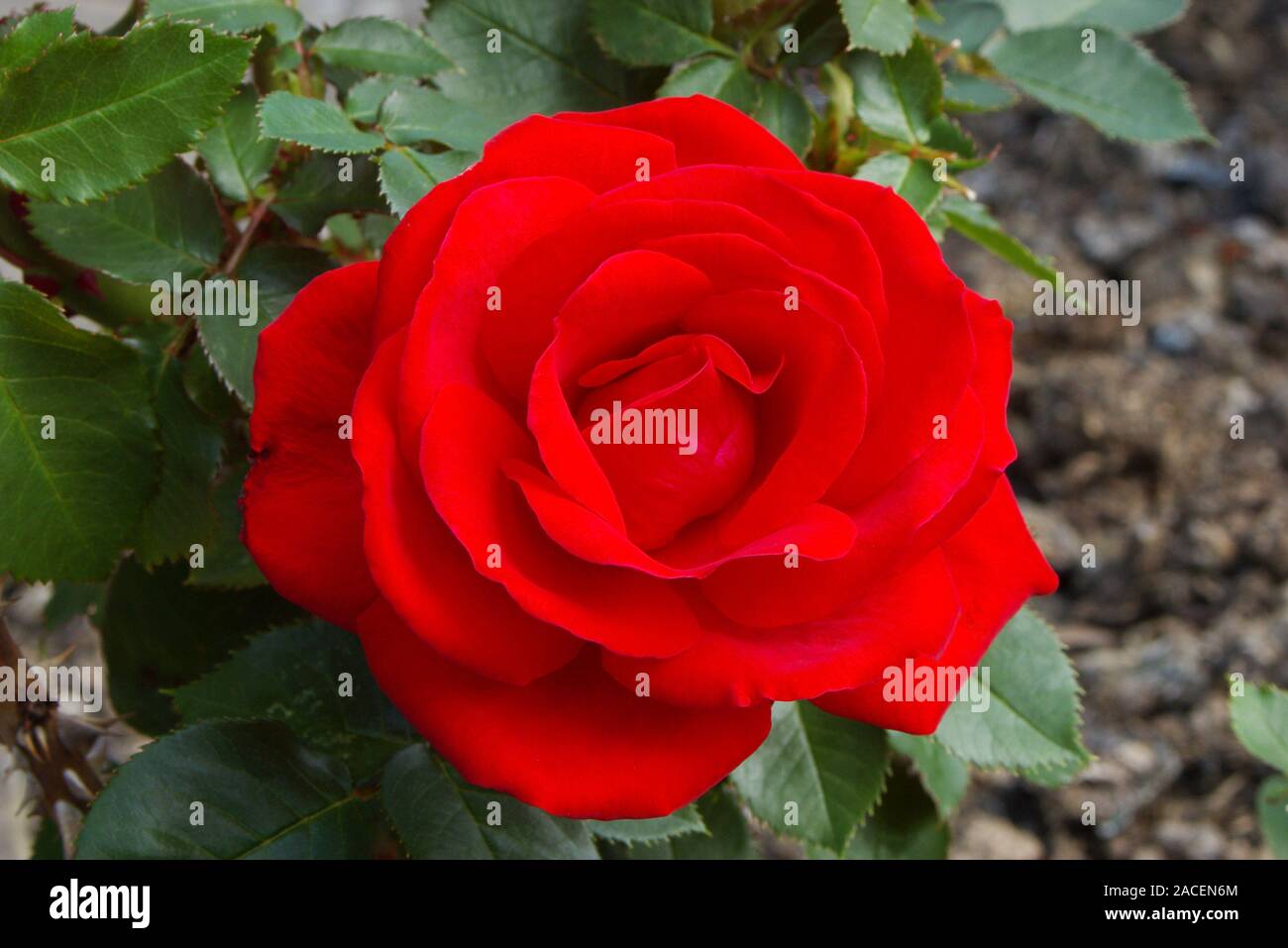 Hybrid tea rose (Rosa 'Loving Memory' Stock Photo - Alamy