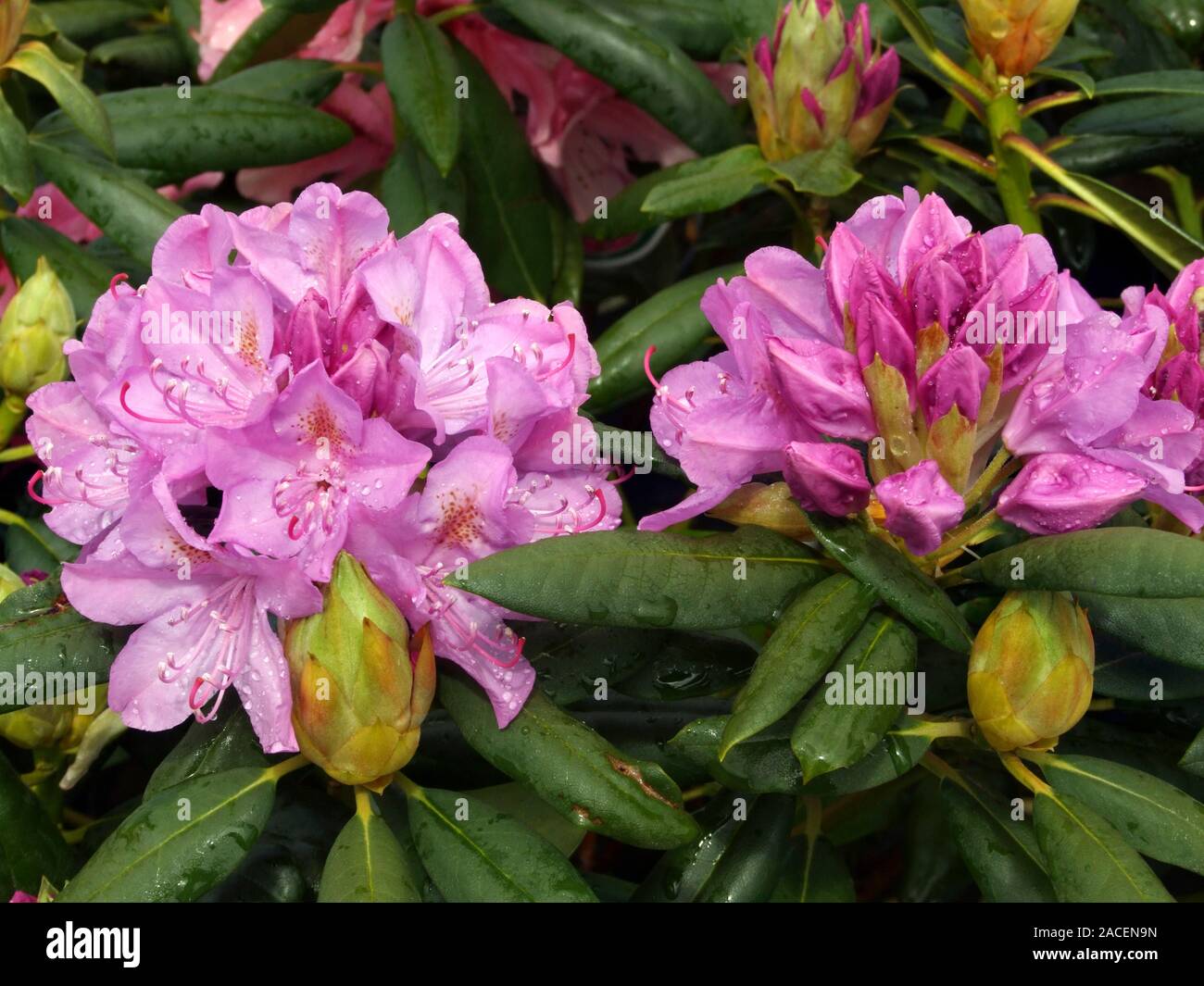 Rhododendron