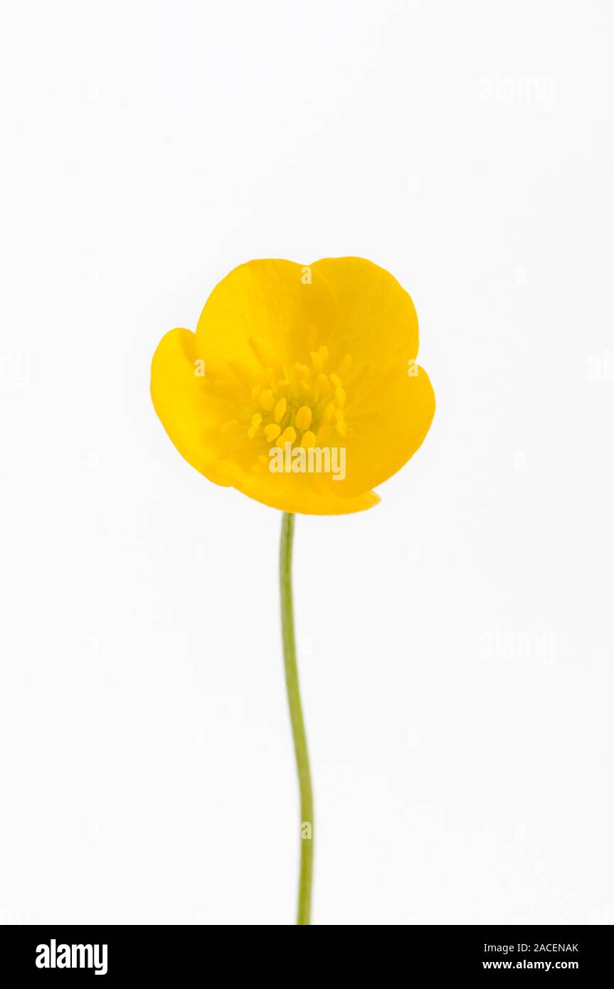 Buttercup flower (Ranunculus sp Stock Photo - Alamy