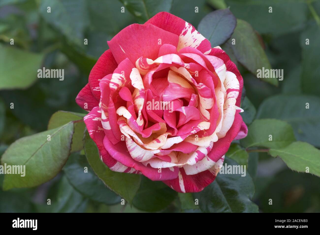 Hybrid tea rose flower (Rosa 'Broceliande' Stock Photo - Alamy