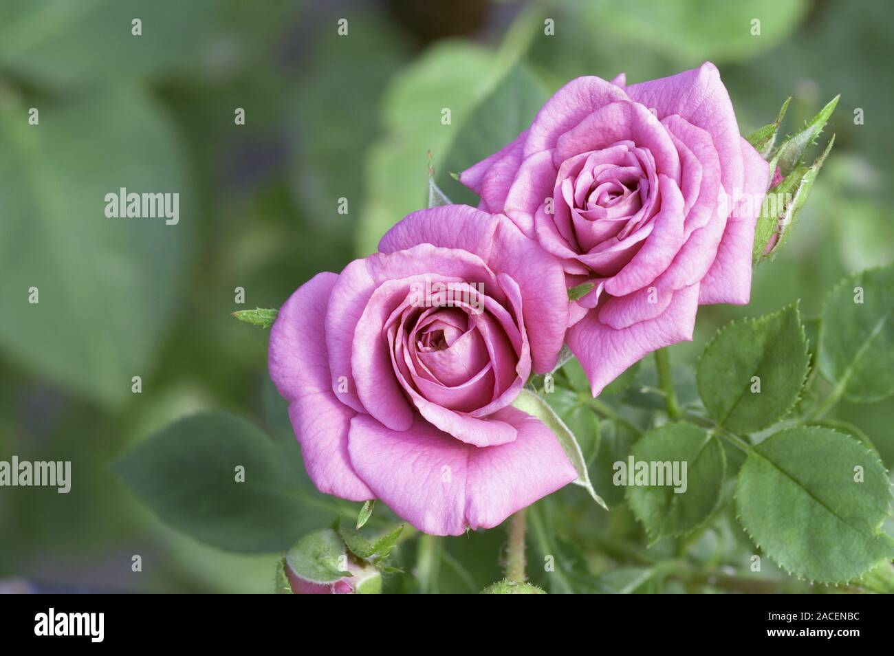 Miniature rose flowers (Rosa 'Meillandina Lavender' Stock Photo - Alamy