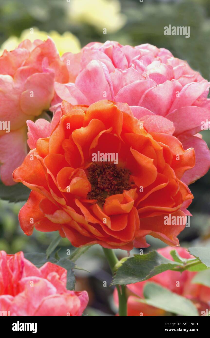 Miniature rose flowers (Rosa 'Meillandina Cumba' Stock Photo - Alamy