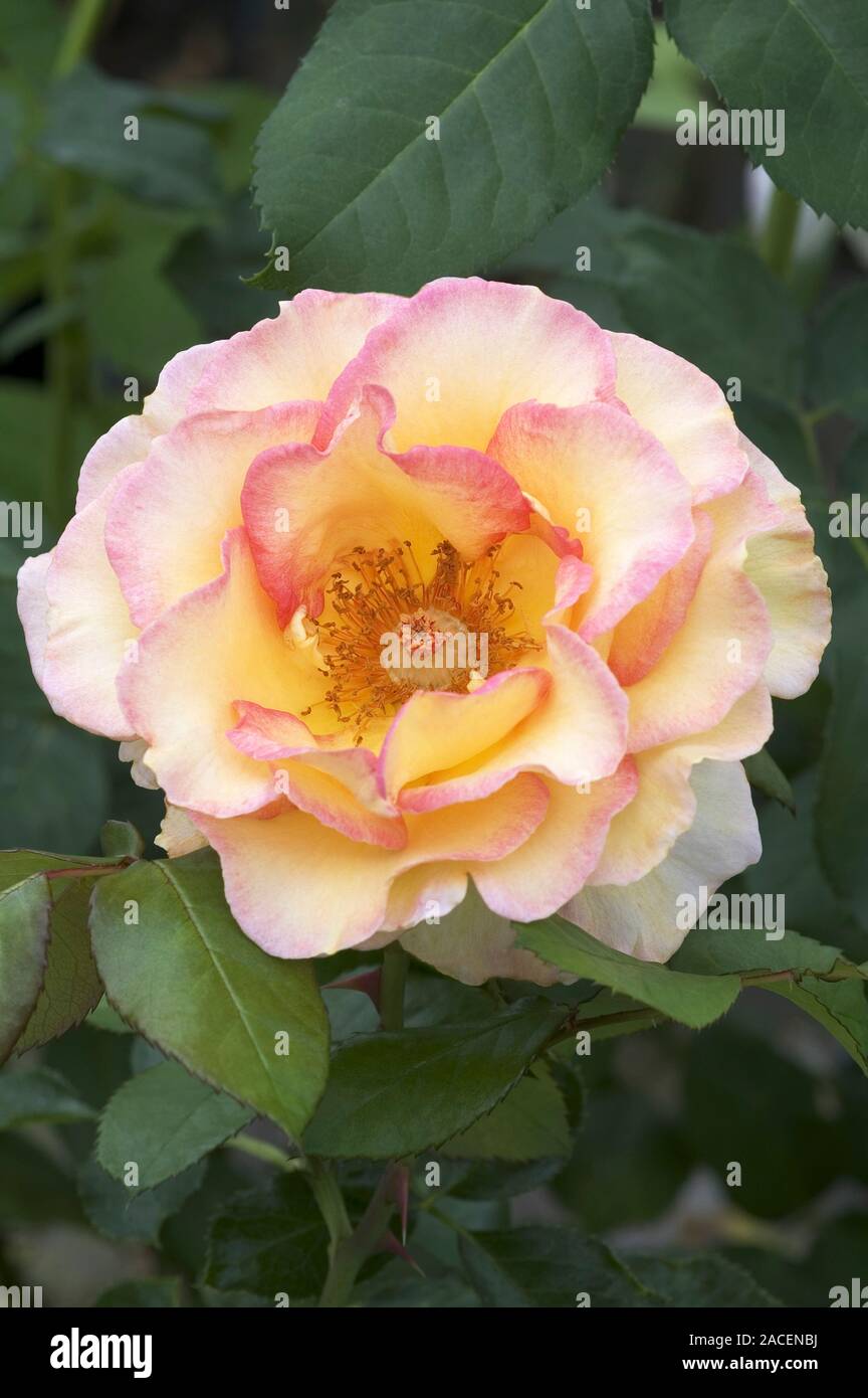 Hybrid tea rose flower (Rosa 'Jules Verne' Stock Photo - Alamy