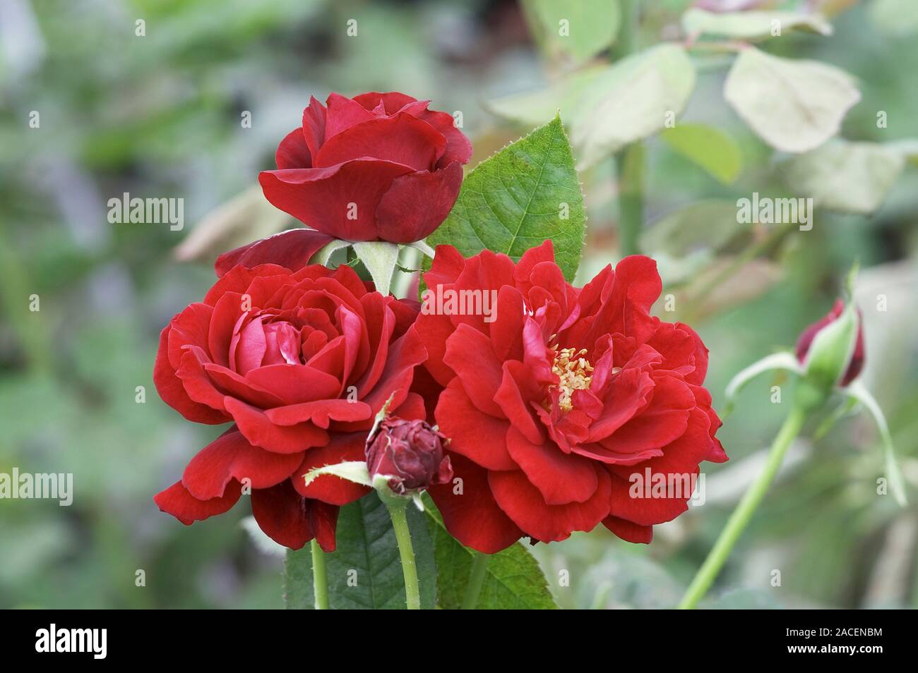 Rose flowers (Rosa 'Renaissance Isabel' Stock Photo - Alamy