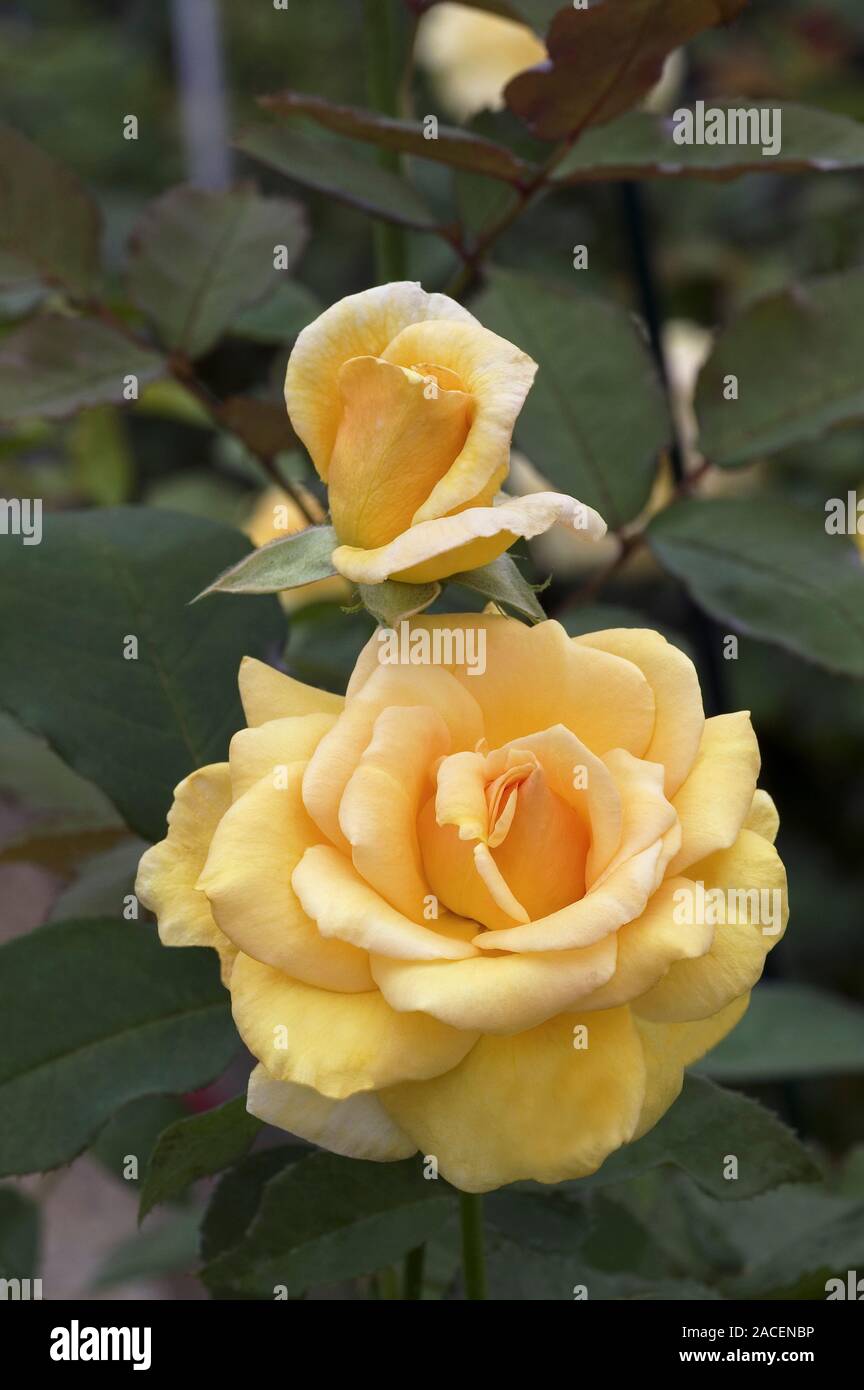 Rose flowers (Rosa 'Renaissance Sophia' Stock Photo - Alamy