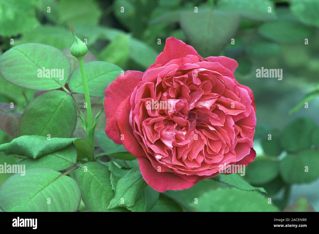 Hybrid tea rose flower (Rosa 'Rene Goscinny' Stock Photo - Alamy