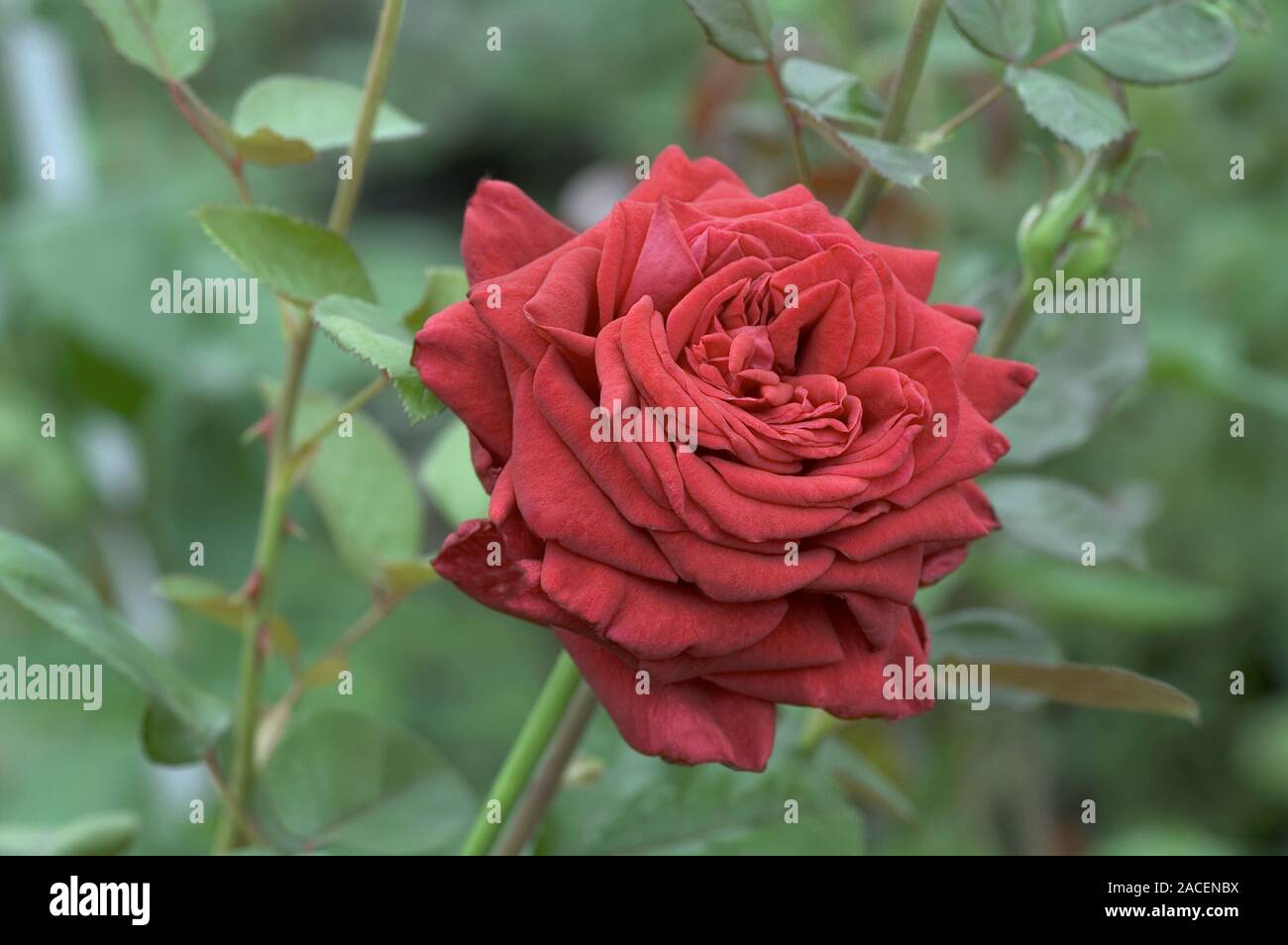 Hybrid tea rose flower (Rosa 'Rouge Adam' Stock Photo - Alamy