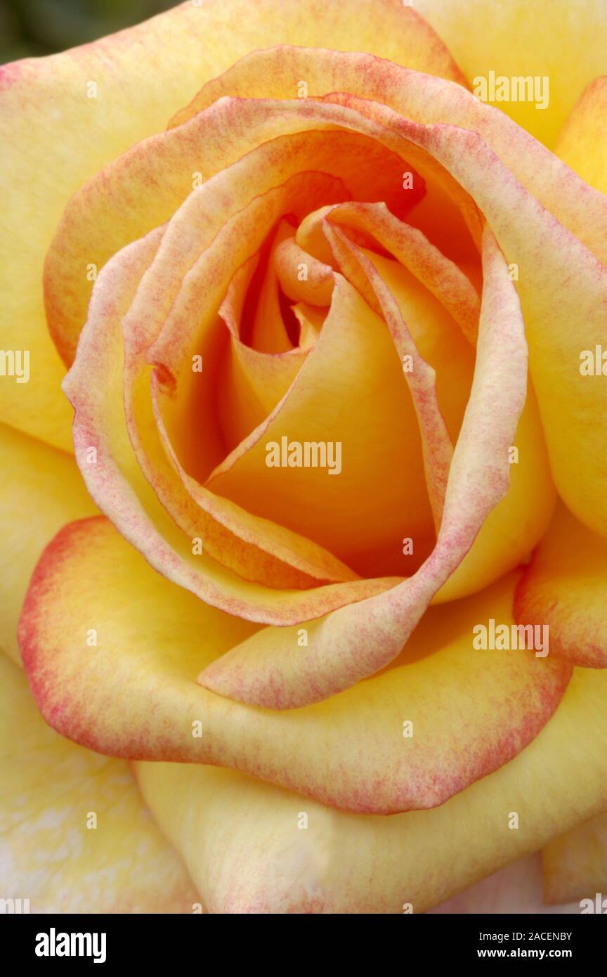 Hybrid tea rose flower (Rosa 'Roxane' Stock Photo - Alamy