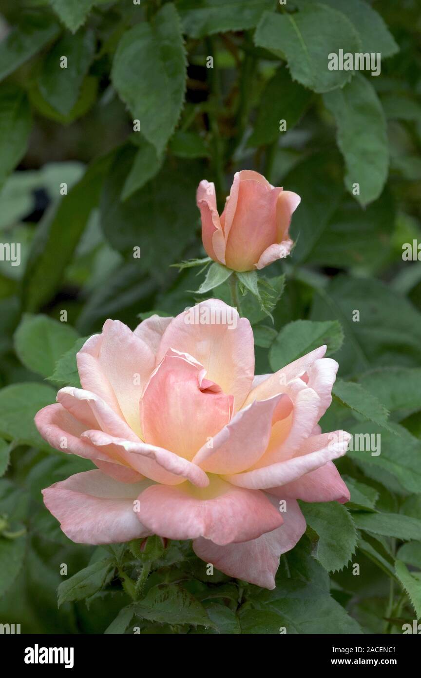 Hybrid tea rose flowers (Rosa 'Sonia Meilland' Stock Photo - Alamy