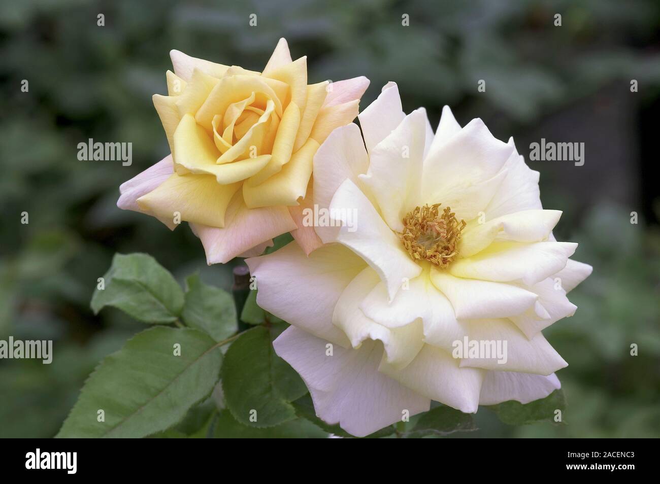 Hybrid tea rose flowers (Rosa 'Sunny Eudora' Stock Photo - Alamy