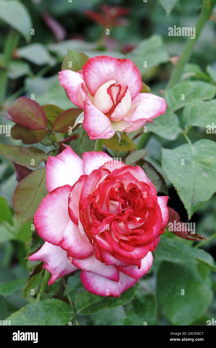 Hybrid tea rose flowers (Rosa 'Pascal Sevran' Stock Photo - Alamy