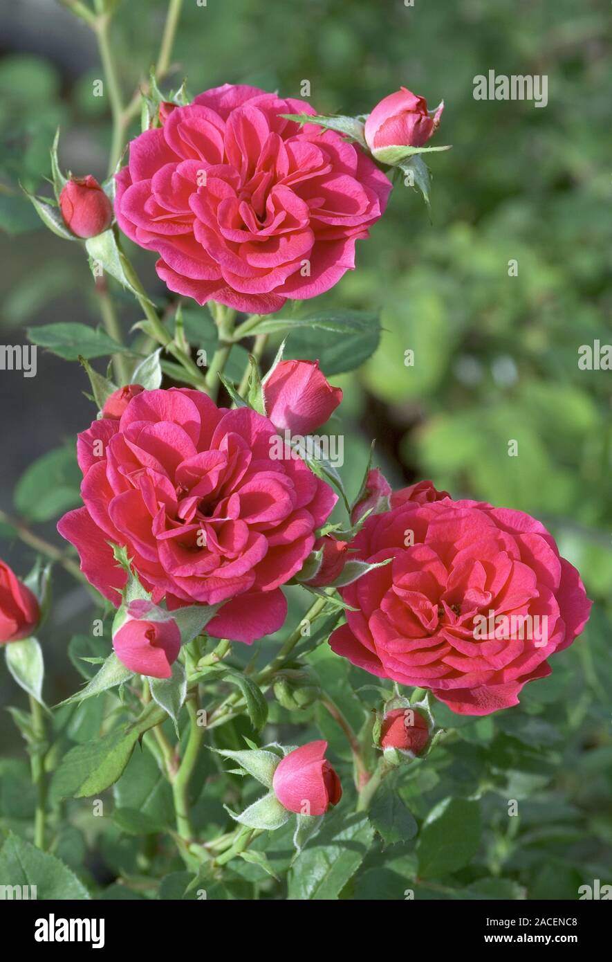 Miniature rose flowers (Rosa 'Meillandina Spot' Stock Photo - Alamy