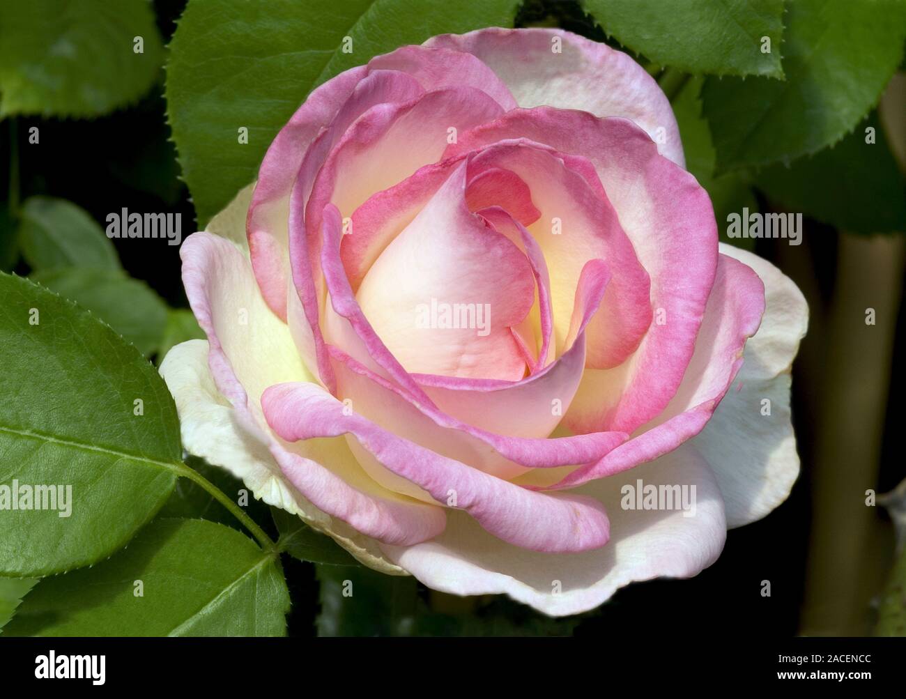 Hybrid tea rose flower (Rosa 'Princess de Monaco' Stock Photo - Alamy