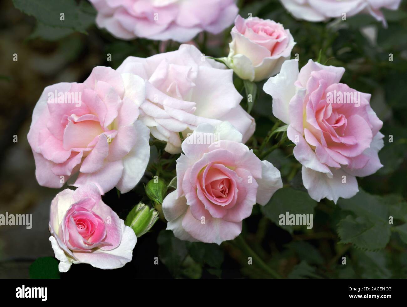 Miniature rose flowers (Rosa 'Tsuzuki' Stock Photo - Alamy