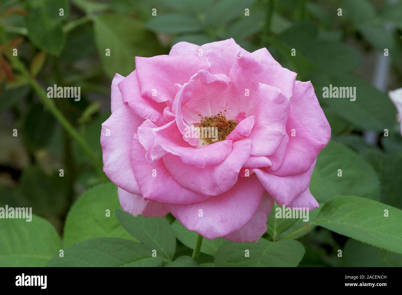 Hybrid tea rose flower (Rosa 'Ultimate Pink' Stock Photo - Alamy