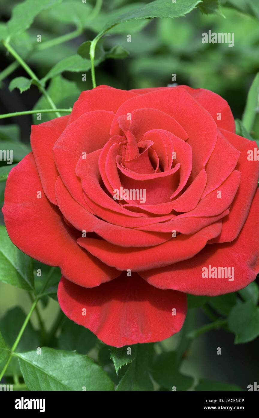 Hybrid tea rose flower (Rosa 'Vetrans' Honour' Stock Photo - Alamy