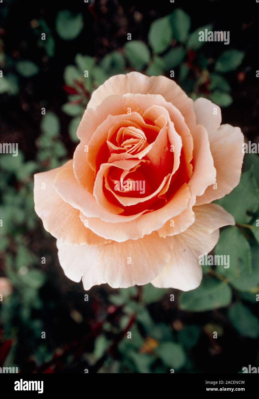 Hybrid tea rose flower (Rosa 'Just Joey' Stock Photo - Alamy