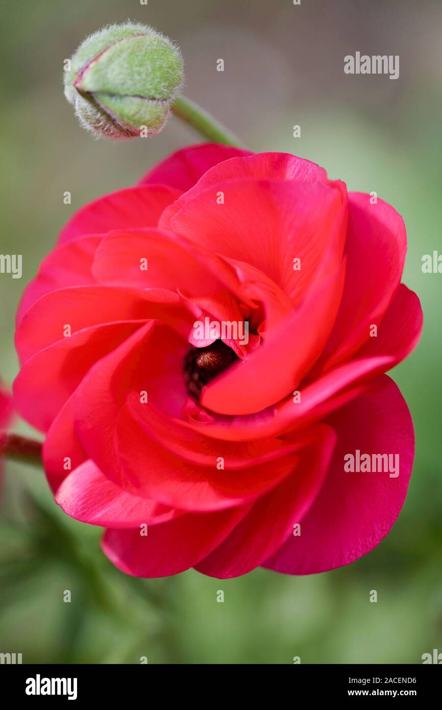 Persian buttercup flower and bud (Ranunculus asiaticus Stock Photo - Alamy