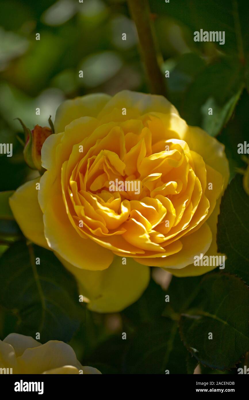 Shrub rose flower (Rosa 'Graham Thomas' Stock Photo - Alamy