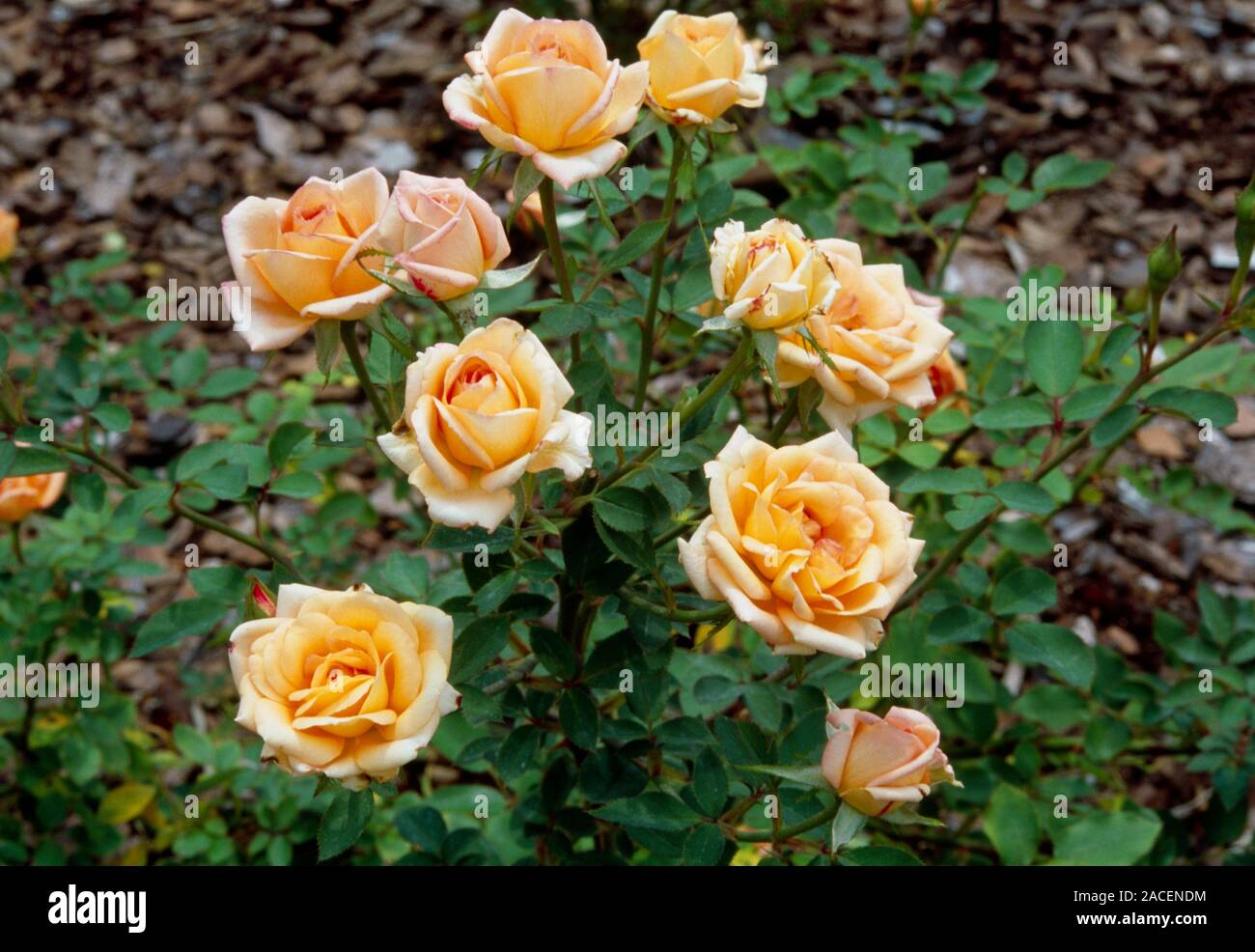 Miniature rose flowers (Rosa 'Angel's Blush'). Photographed at Harry P ...