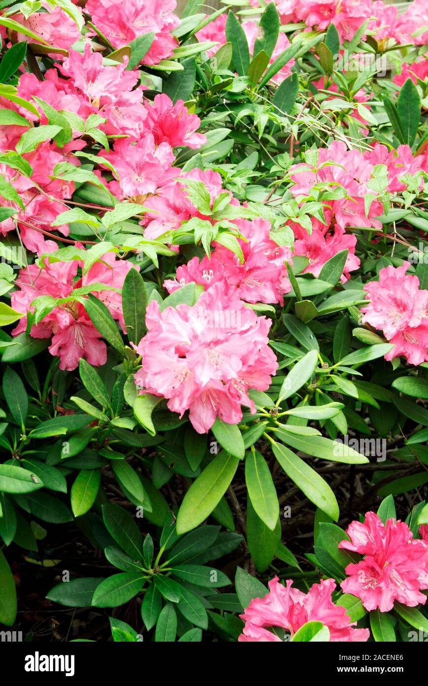 Rhododendron flowers (Rhododendron 'Germania'). Photographed in Surrey ...