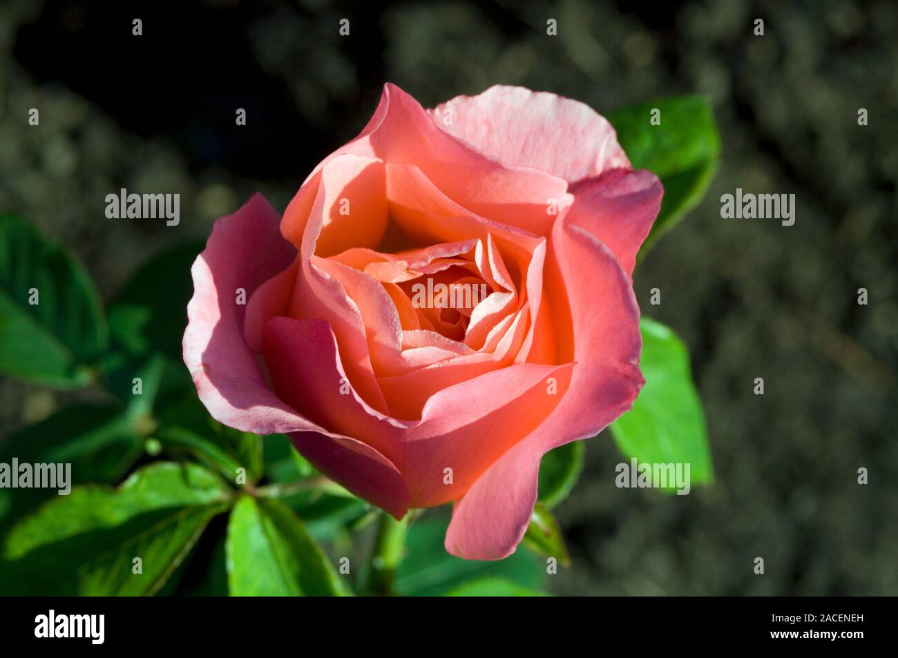 Hybrid tea rose (Rosa 'Lovely Lady'). Photographed in the UK Stock ...