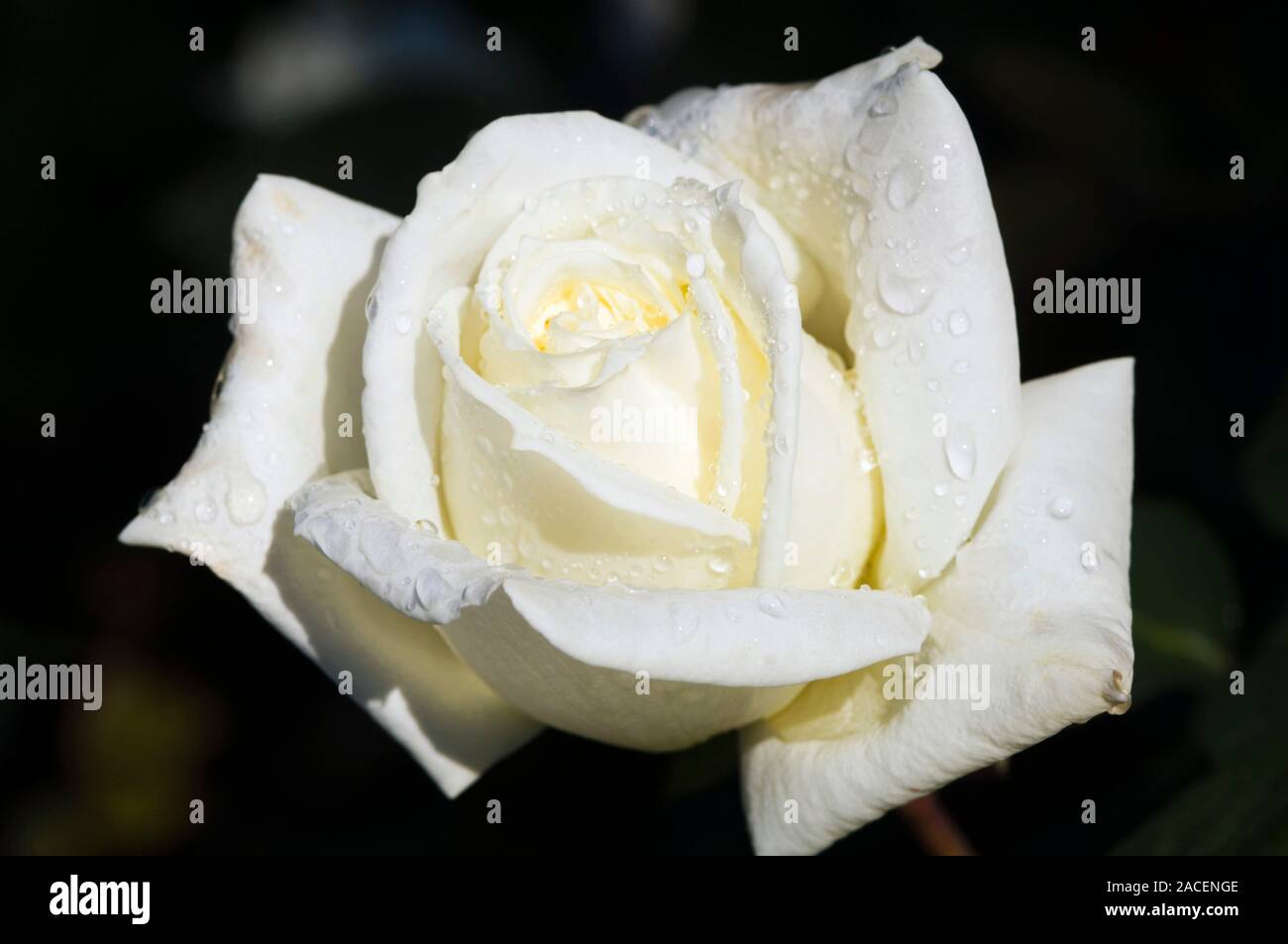 Hybrid tea rose flower (Rosa 'Polar Star') covered in water droplets ...