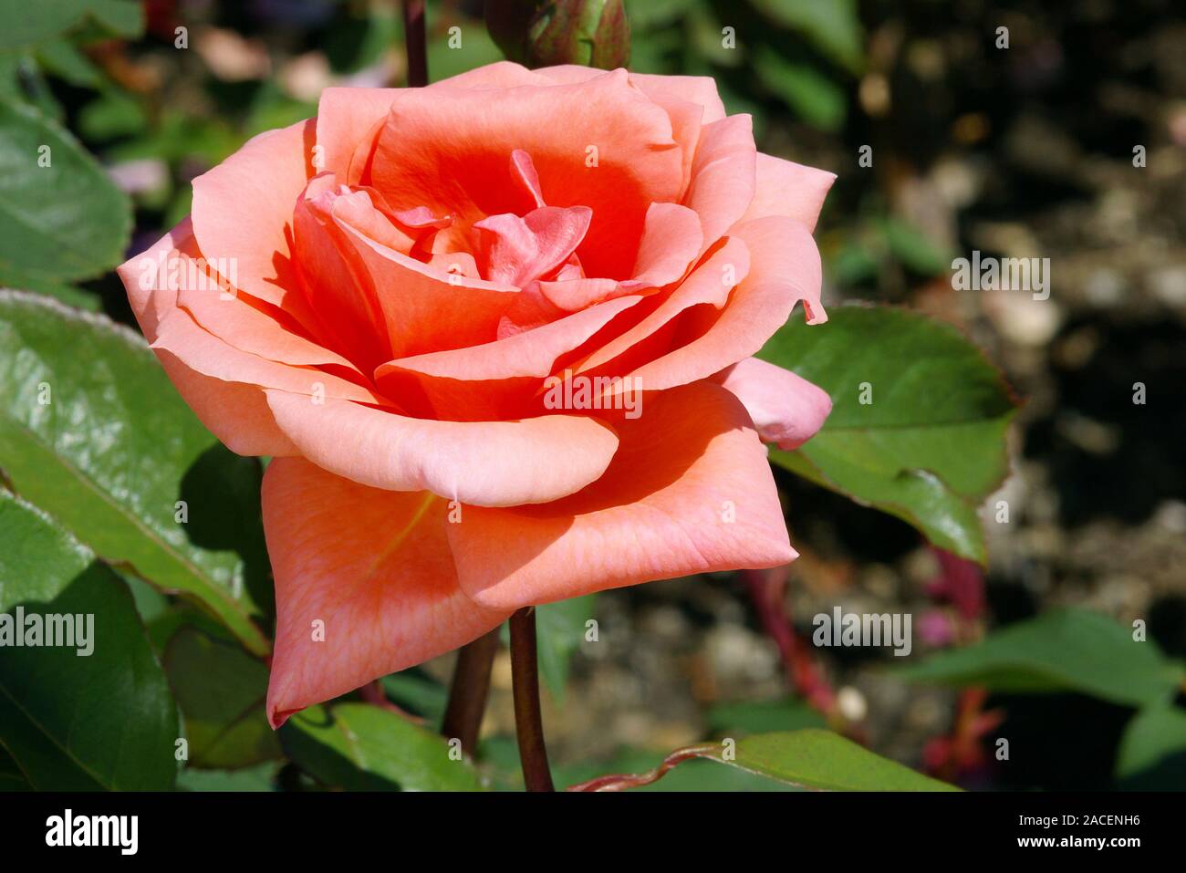 Hybrid tea rose flower (Rosa 'Blessings' Stock Photo - Alamy
