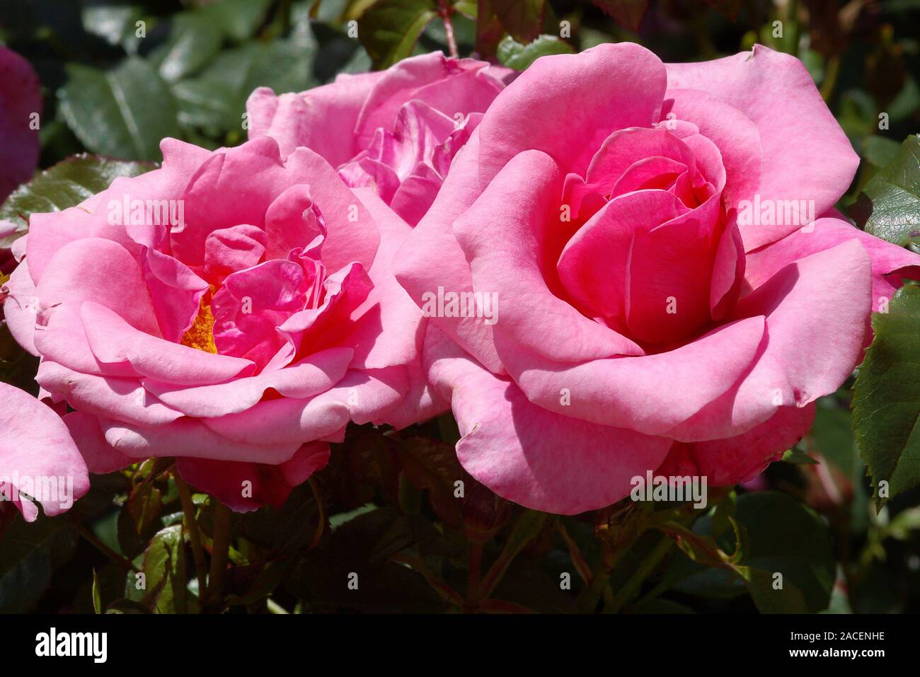 Floribunda rose flowers (Rosa Jack Wood = 'Frydabble' Stock Photo - Alamy