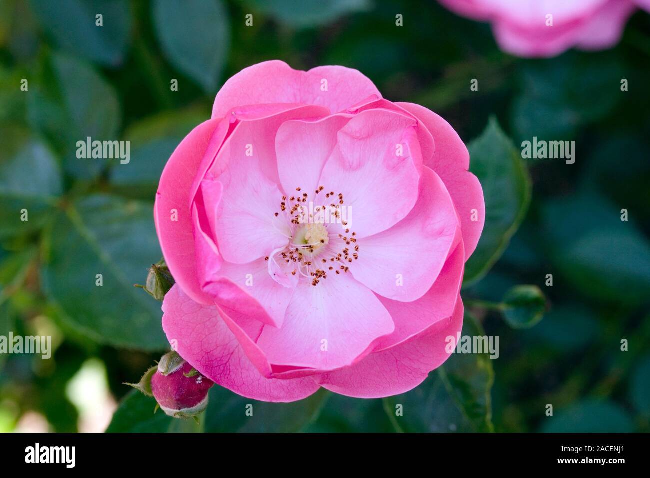 Rose flower (Rosa 'Angela' Stock Photo - Alamy
