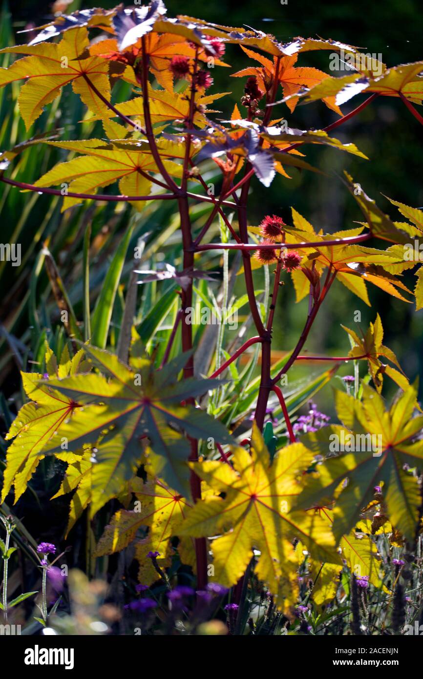 Castor oil plant (Ricinus communis 'Gibsonii' Stock Photo - Alamy
