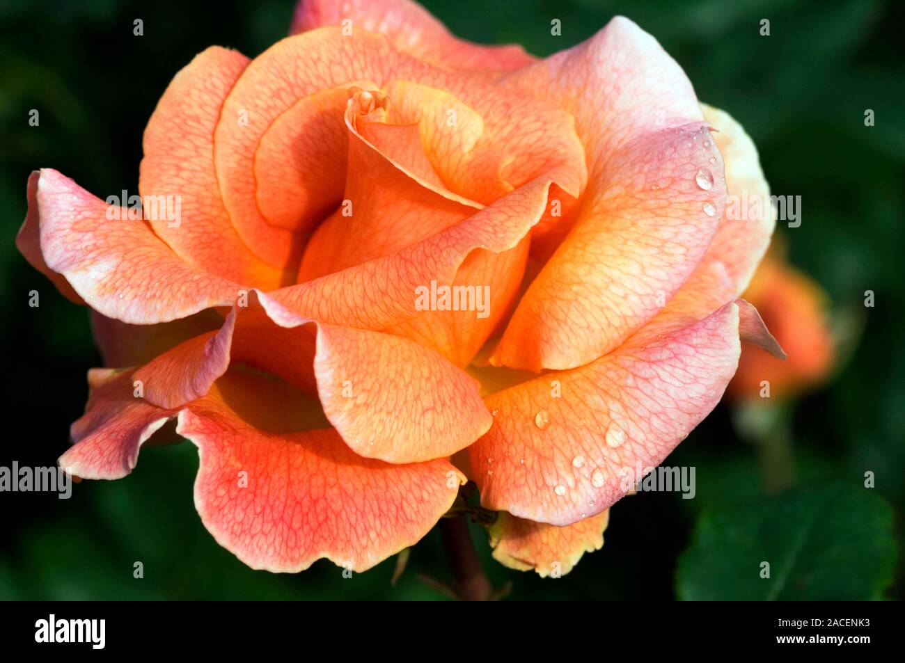 Rose flower (Rosa 'Can-Can'). Photographed in the UK Stock Photo - Alamy