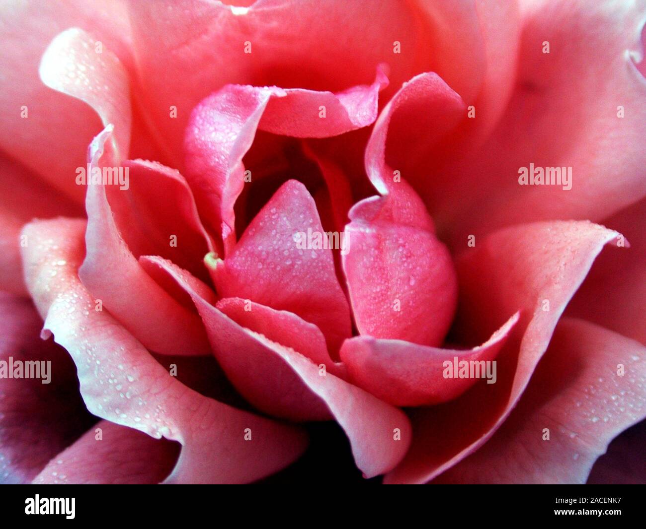 Rose flower (Rosa 'Vogue' Stock Photo - Alamy