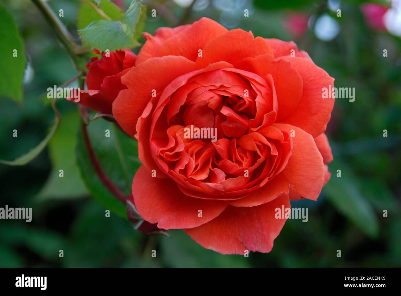 Rose flower (Rosa 'Summer Song' Stock Photo - Alamy