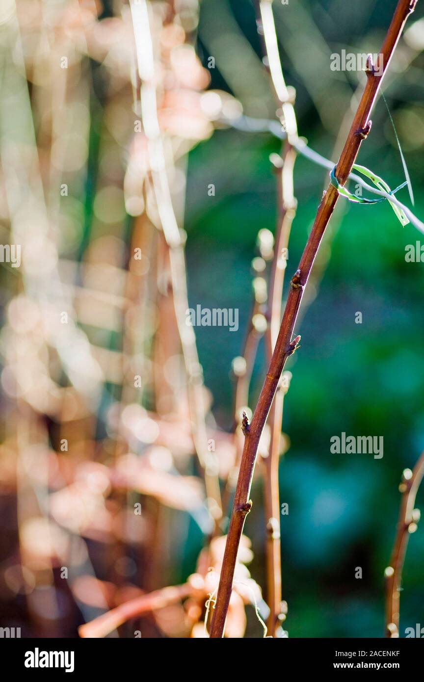 Young raspberry cane (Rubus sp.) tied to a wire support Stock Photo - Alamy