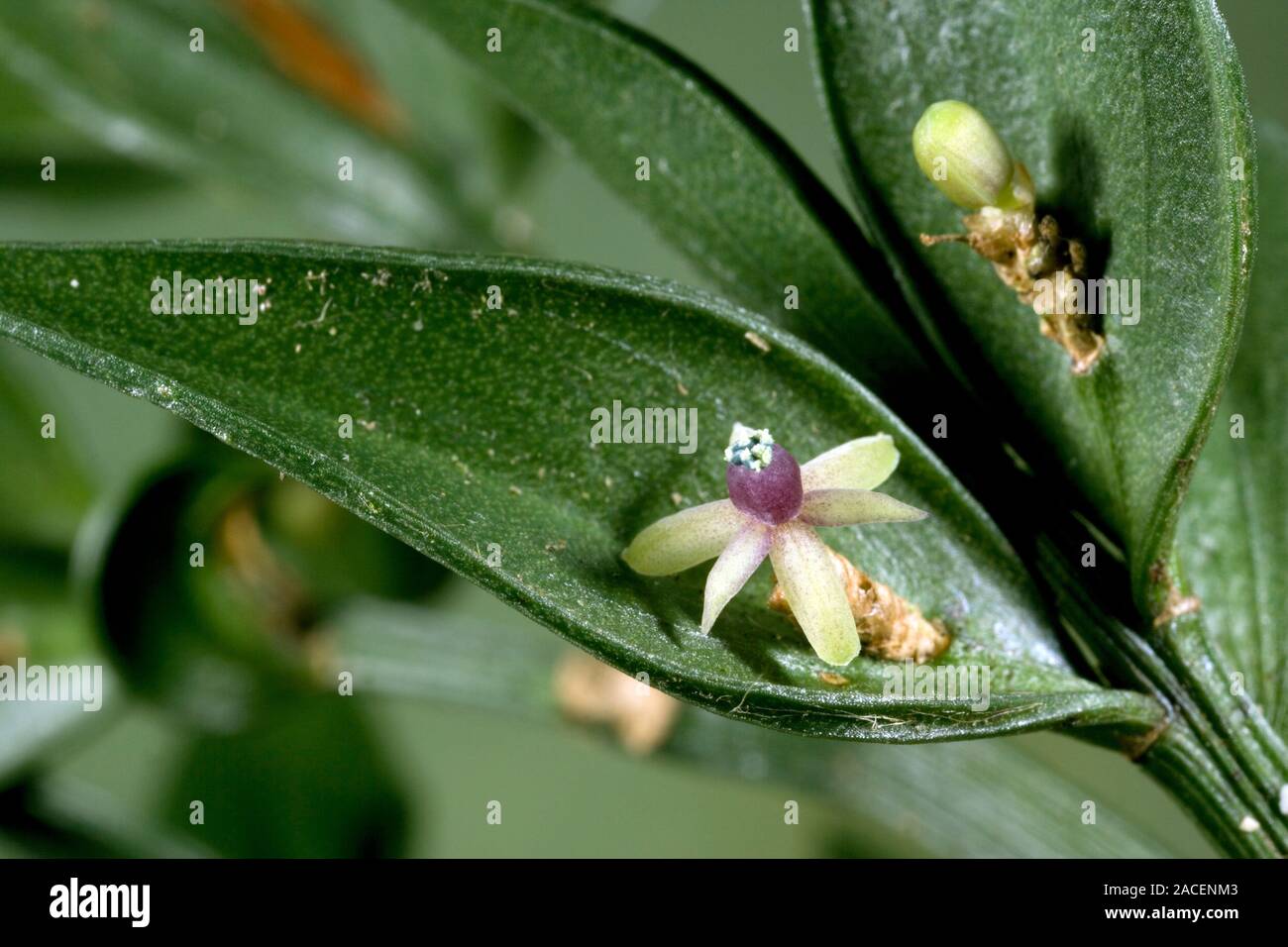 Butcher's broom (Ruscus aculeatus). Flower on a cladode, which is a ...